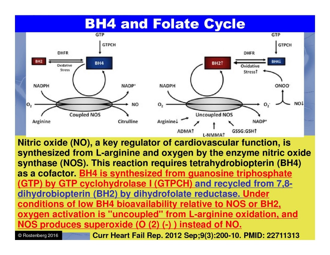 BH4 and Folate Cycle1 - Beyond MTHFR